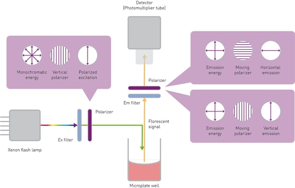 Fluorescence Polarization Detection | BMG LABTECH